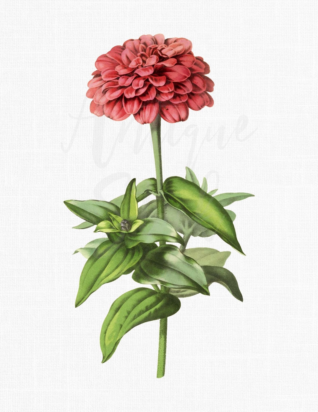 Digital Download Print "zinnia" PNG Flower Clipart Printable Instant ...