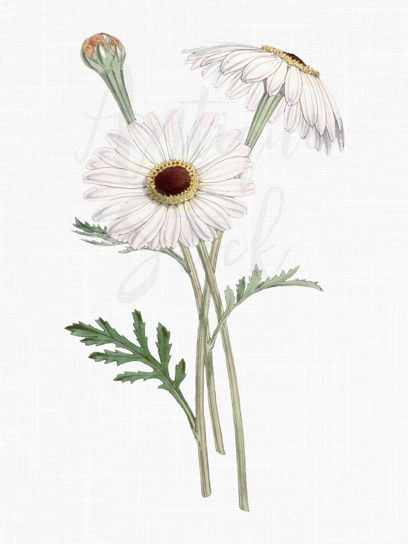 Daisy Botanical Illustration