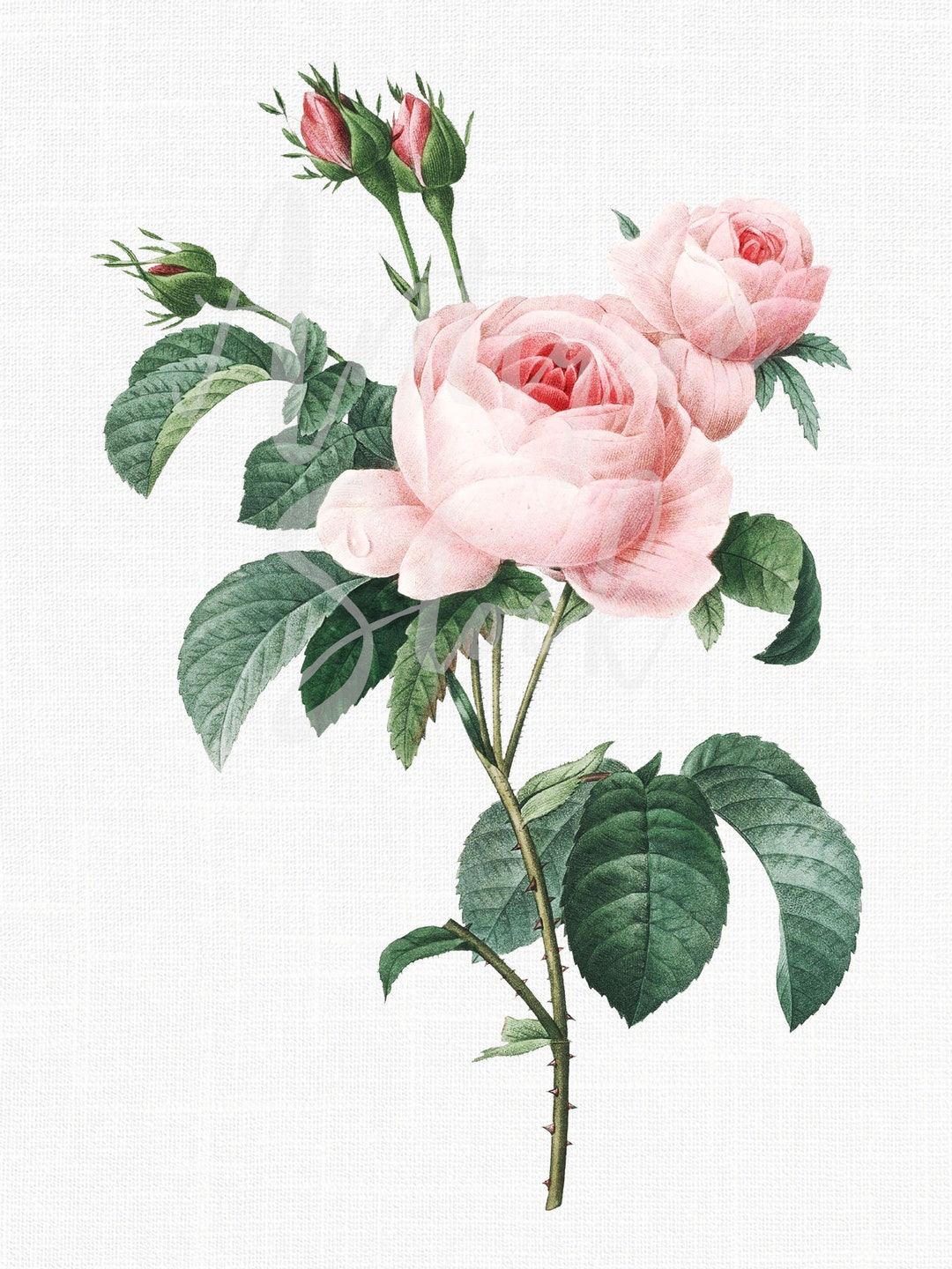 Pink Roses Vintage