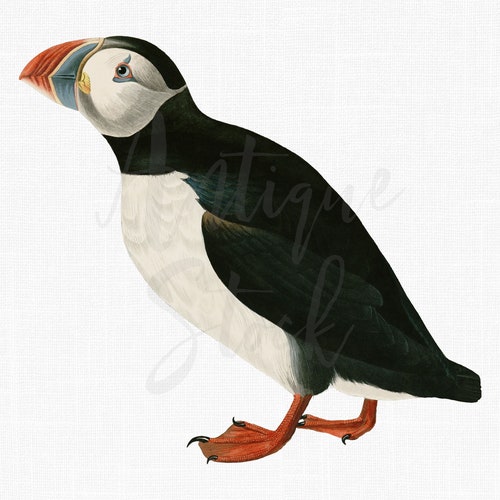 Printable Animal Art puffin Digital Download - Etsy