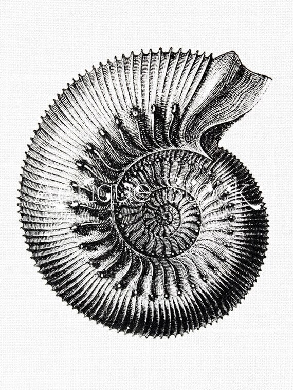 Ammonite Drawing