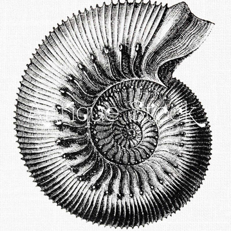 Ammonite Art - Etsy UK