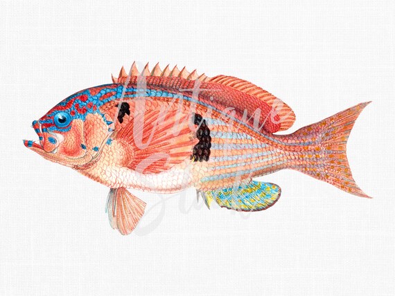 PNG Fish Vintage Illustration barber Perch Digital - Etsy