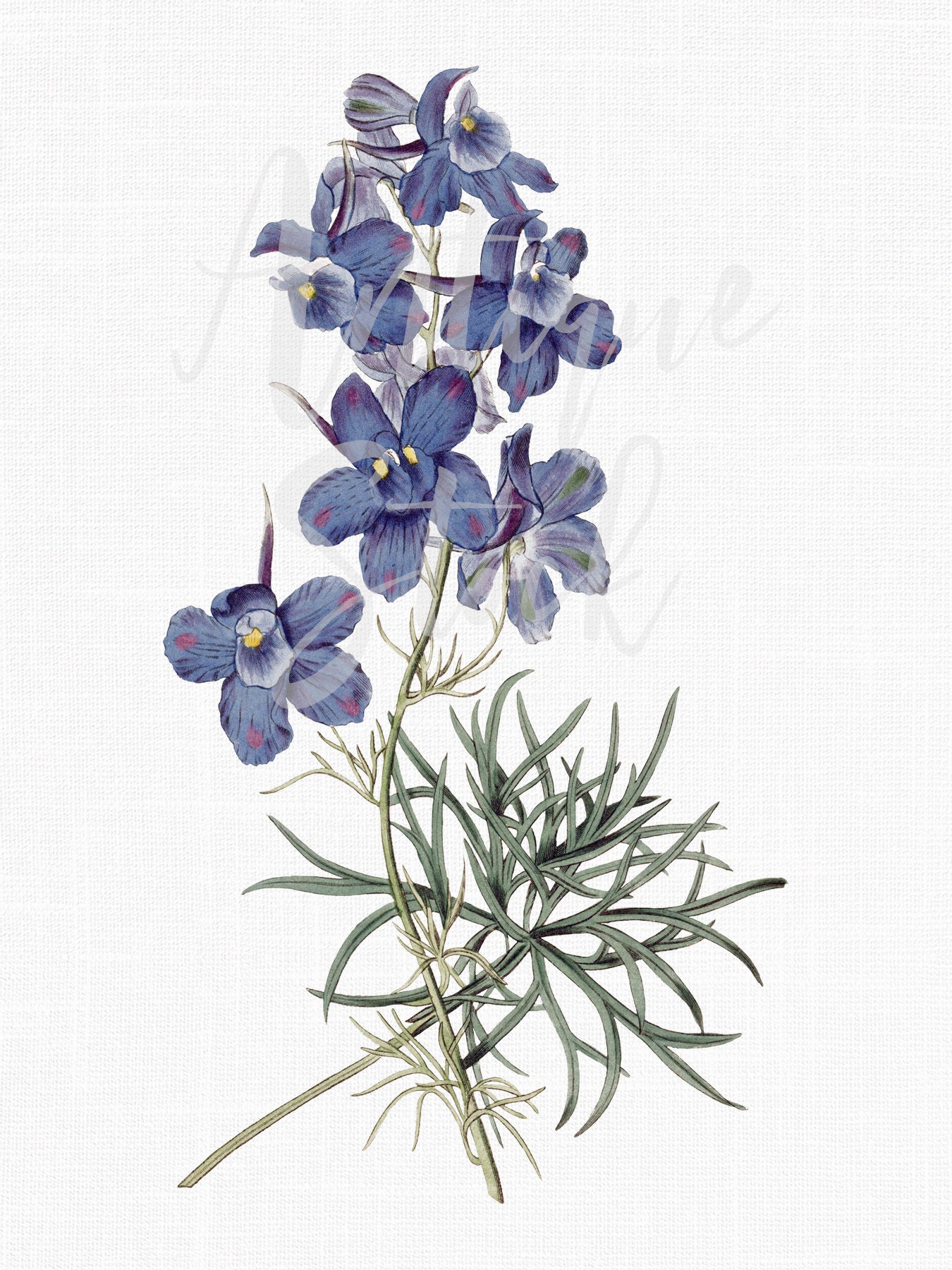 Blue Flower Clipart "siberian Larkspur" Botanical Illustration Digital ...