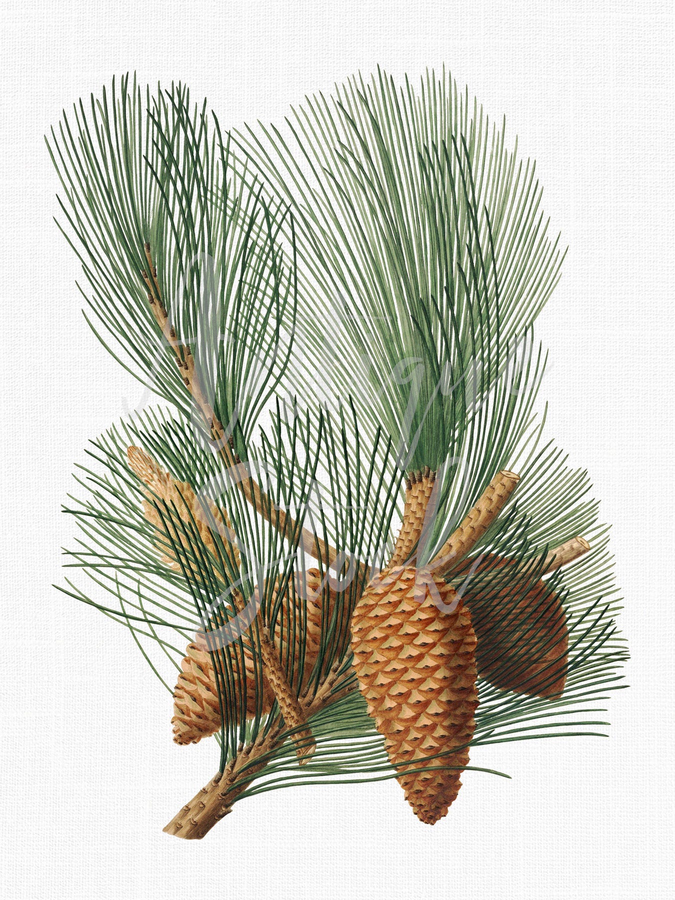 Pine Branch Clipart Maritime Pine Botanical | Etsy