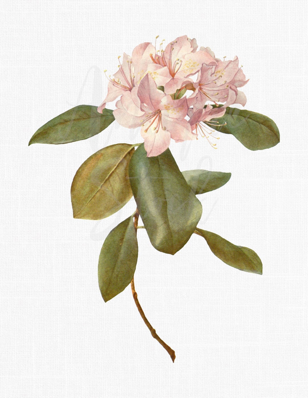 Pink Flower carolina Azalea Printable Botanical, Digital Download PNG ...
