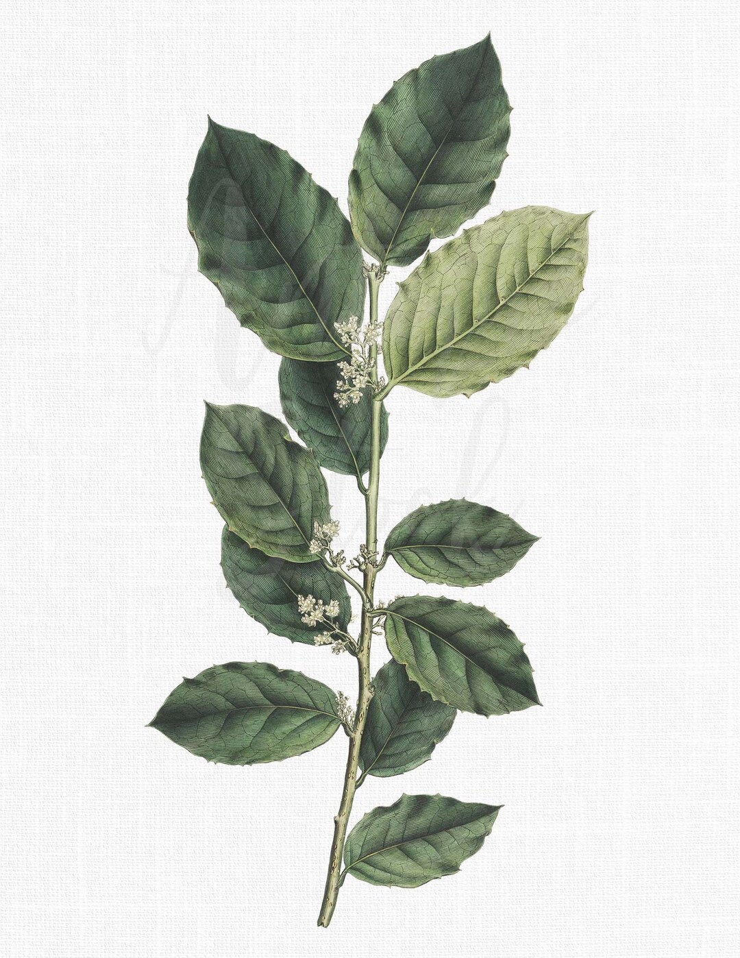 Digital Download Print "citronella" Botanical Illustration JPG / PNG ...