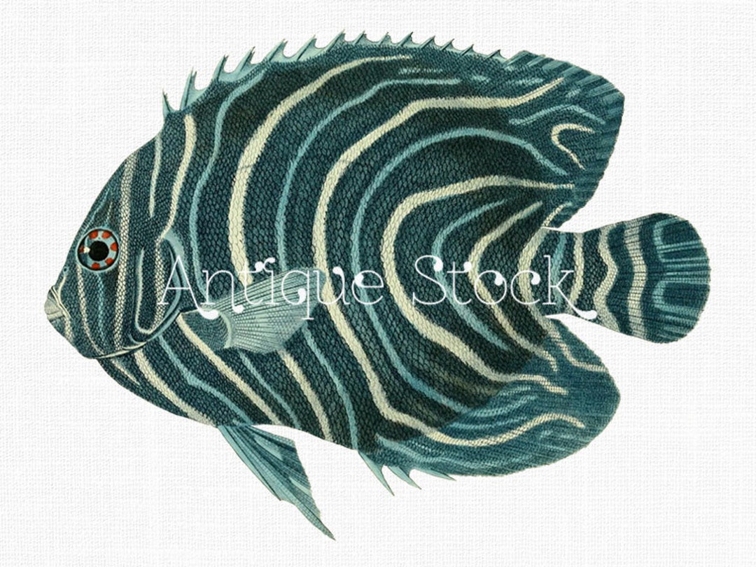 Antique Fish Drawing "koran Angelfish" Illustration Digital Download ...