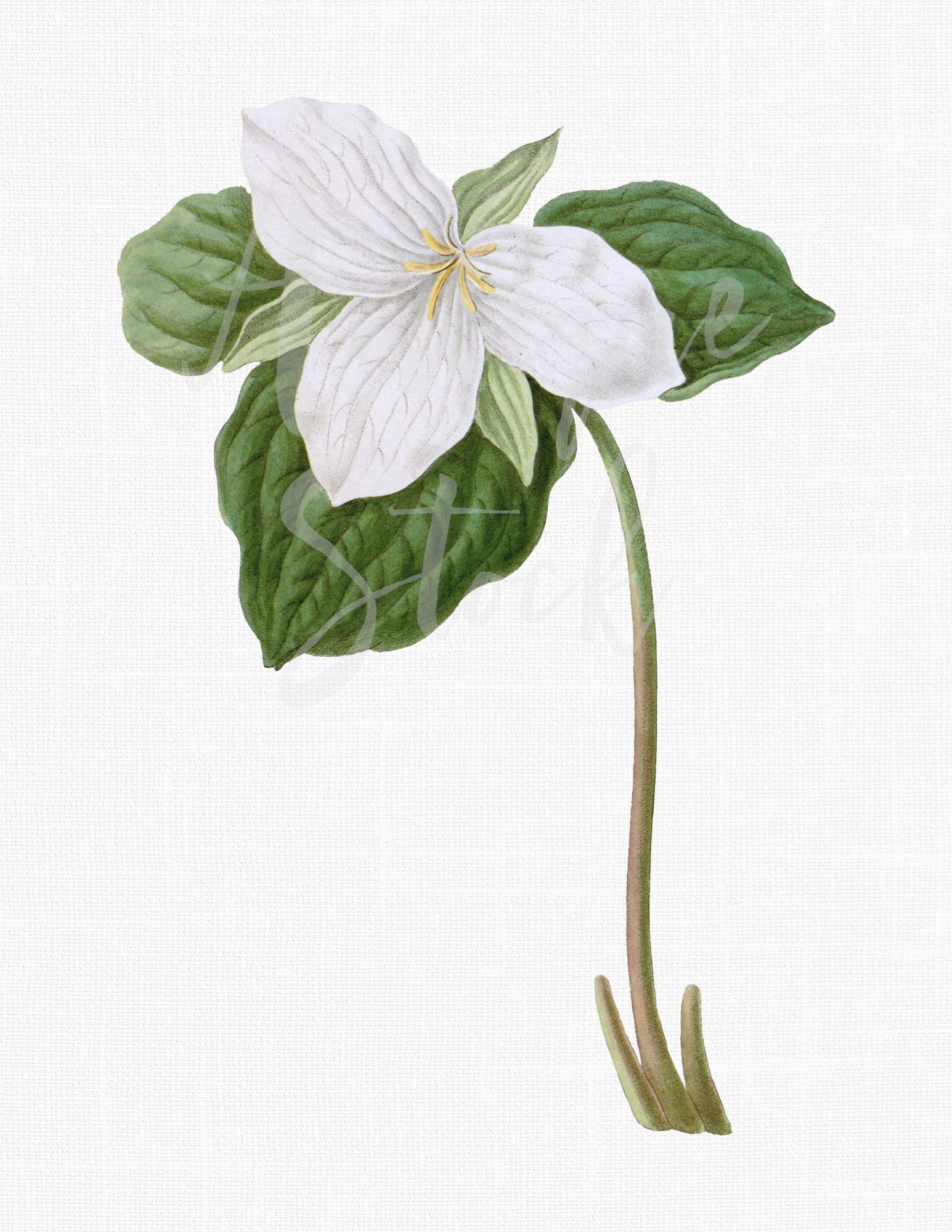 White Trillium Drawing