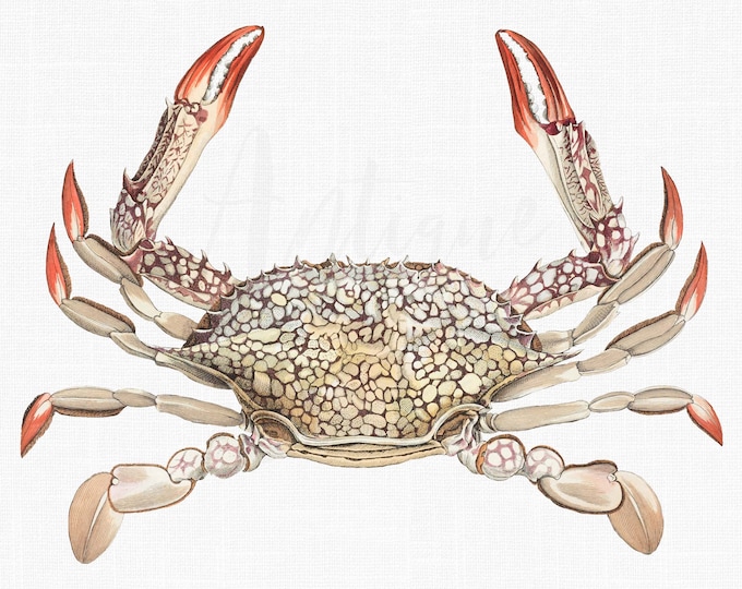 Watercolor Crab Clipart Digital Scrapbooking Paper Crab Prints High ...