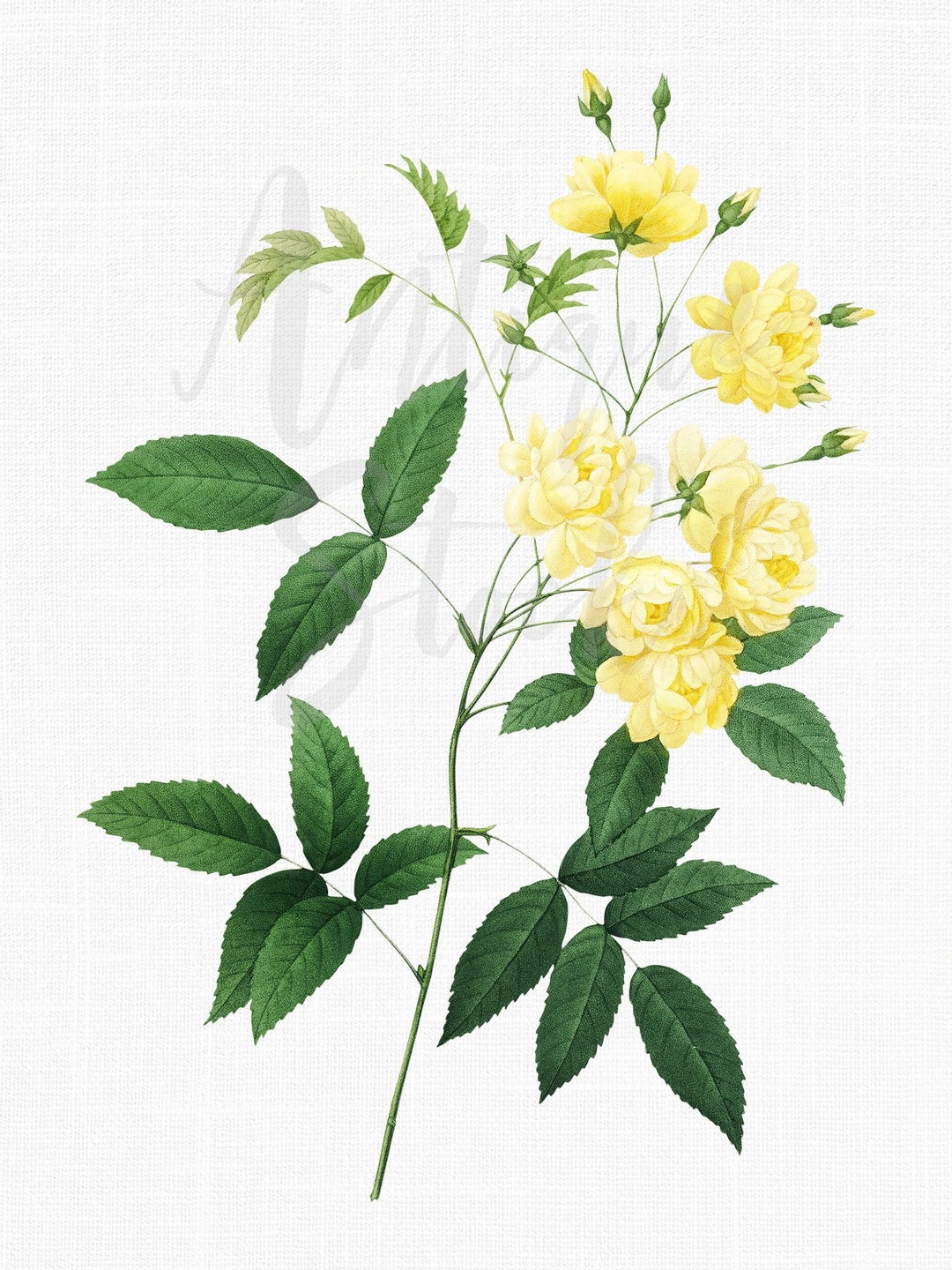 Yellow Rose Clipart, Flower Digital Image "lady Banks' Rose" Instant ...