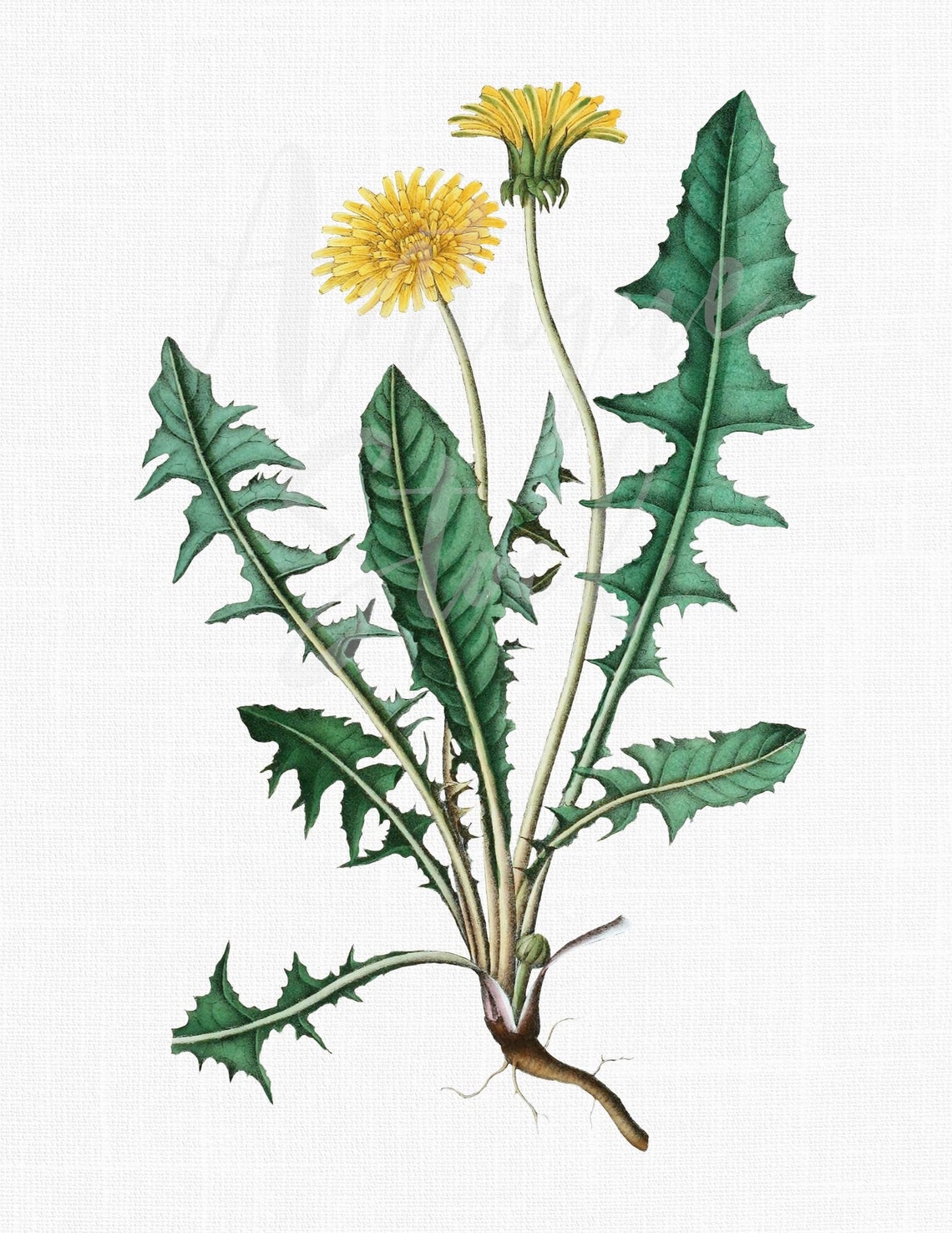 Flowers Clipart "dandelion" Botanical Art Digital Download for Wall Art ...