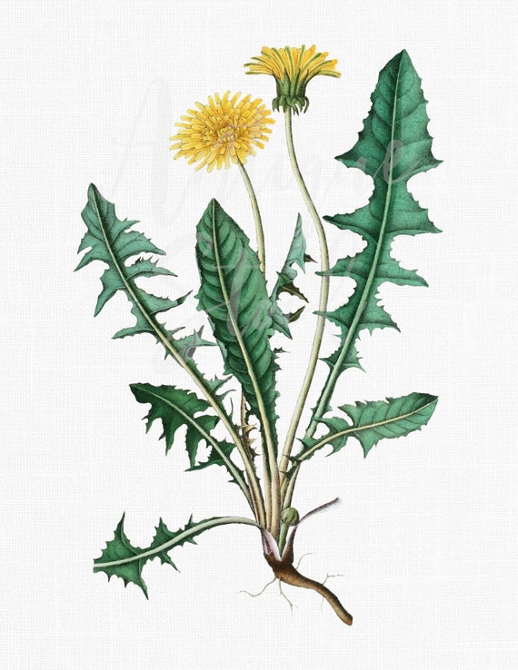 Dandelion Scientific Drawing