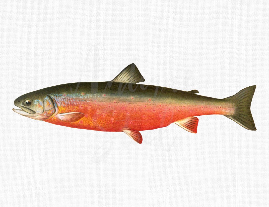 Fish Illustration PNG JPG Image sunapee Trout - Etsy