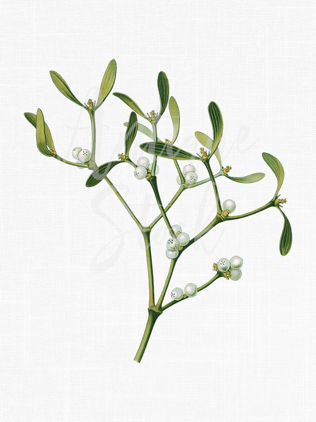 Plant Clipart "european Mistletoe" Printable Botanical Illustration for ...