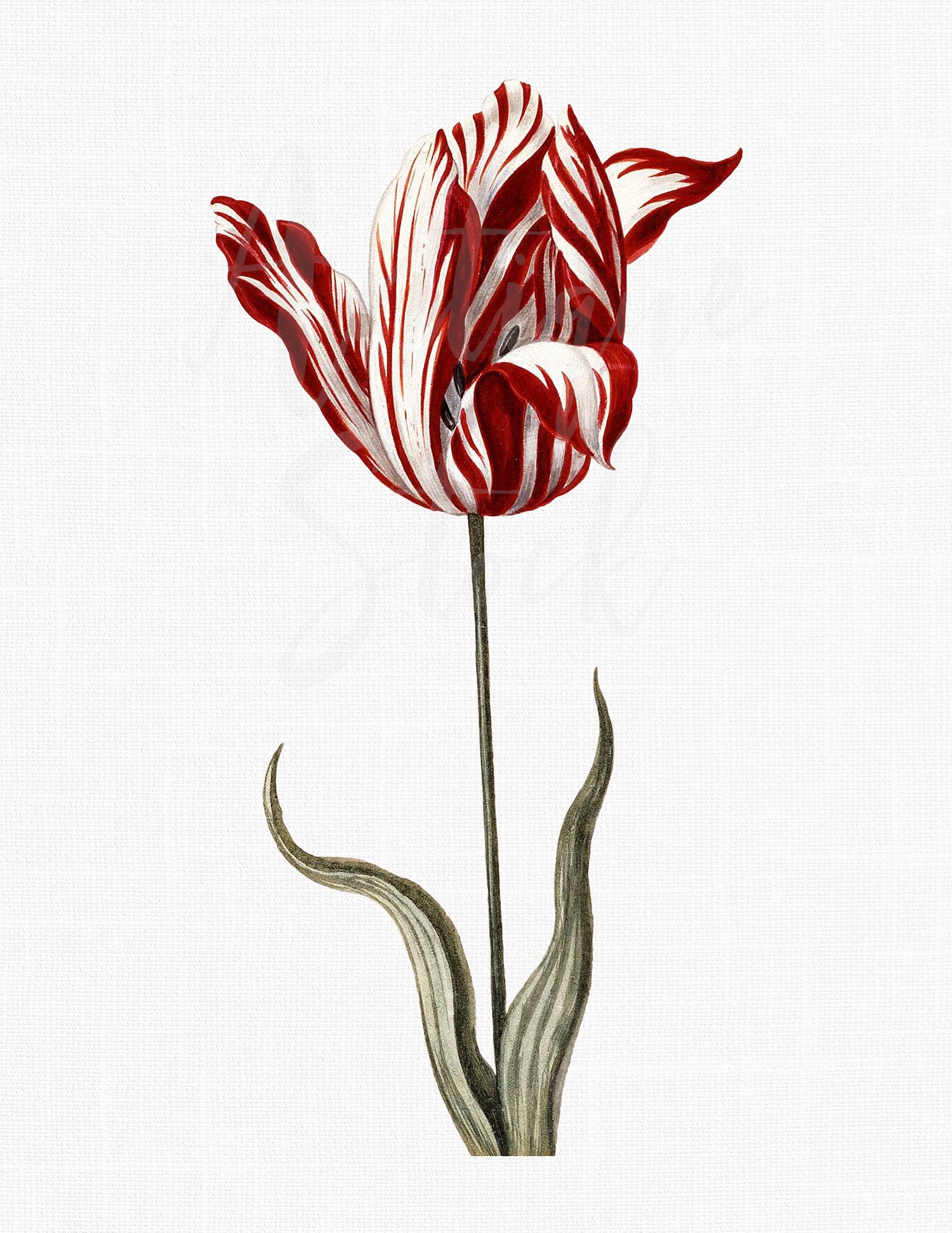 Dutch Tulip Drawing Clipart
