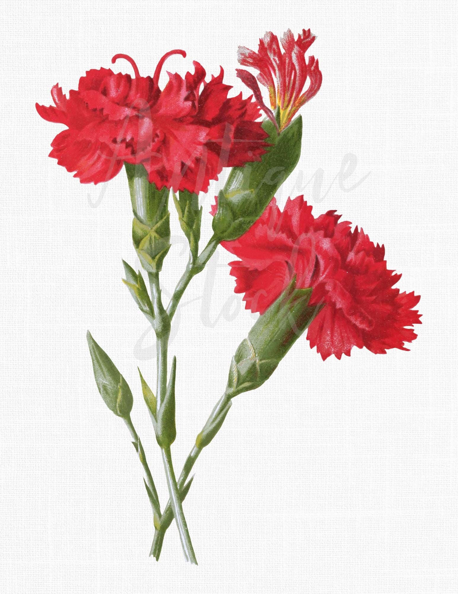 Red Carnation Flower Drawing