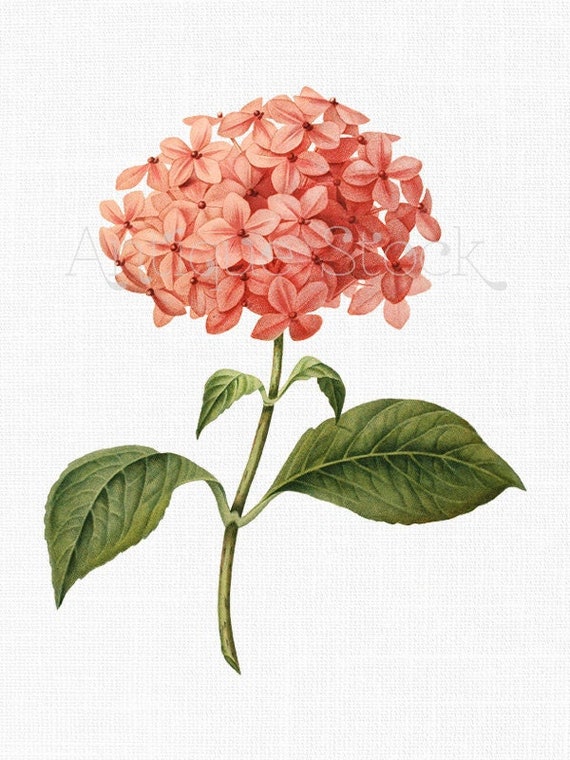 Botanical Illustration pink Hydrangea Image | Etsy