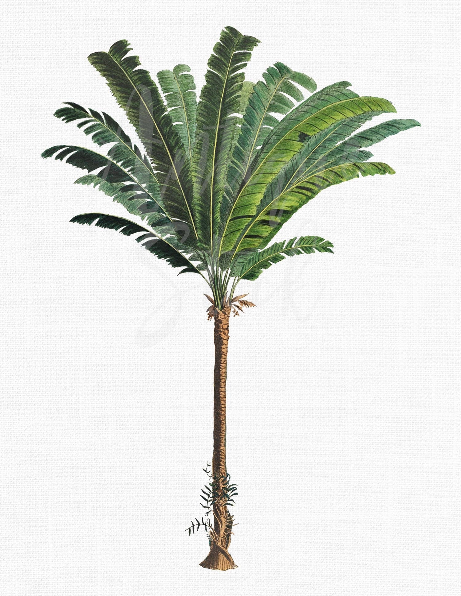 Botanical Illustration Palm Tree Clipart Printable Image | Etsy