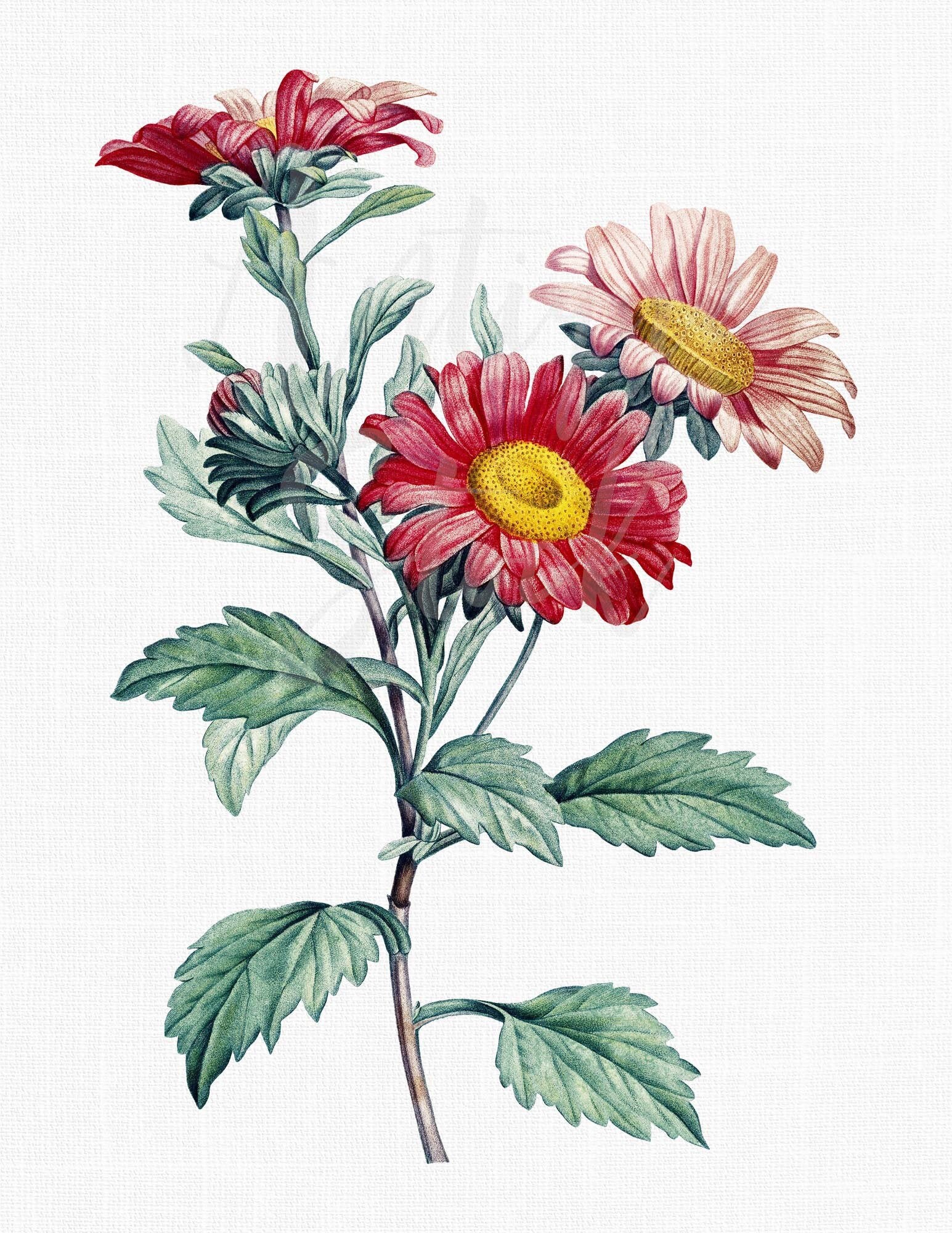 Aster Botanical Drawing