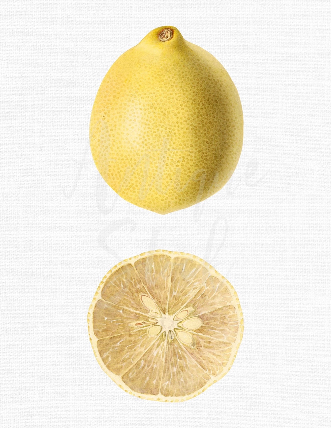 Lemon Botanical Illustration Print "perrine Lemon" Digital Download for ...