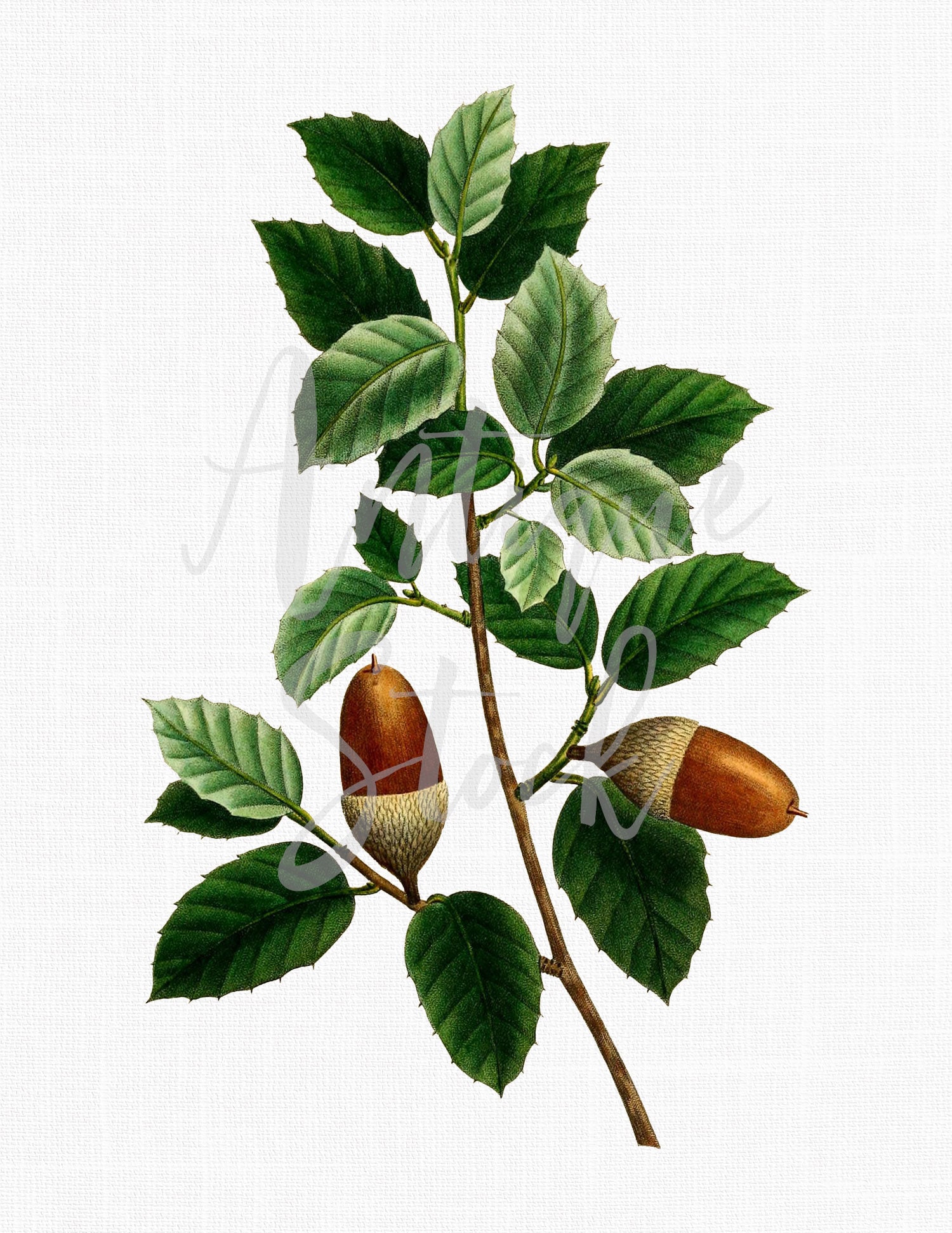 Vintage Botanical Print Illustration Green Leaves Clipart English Oak ...