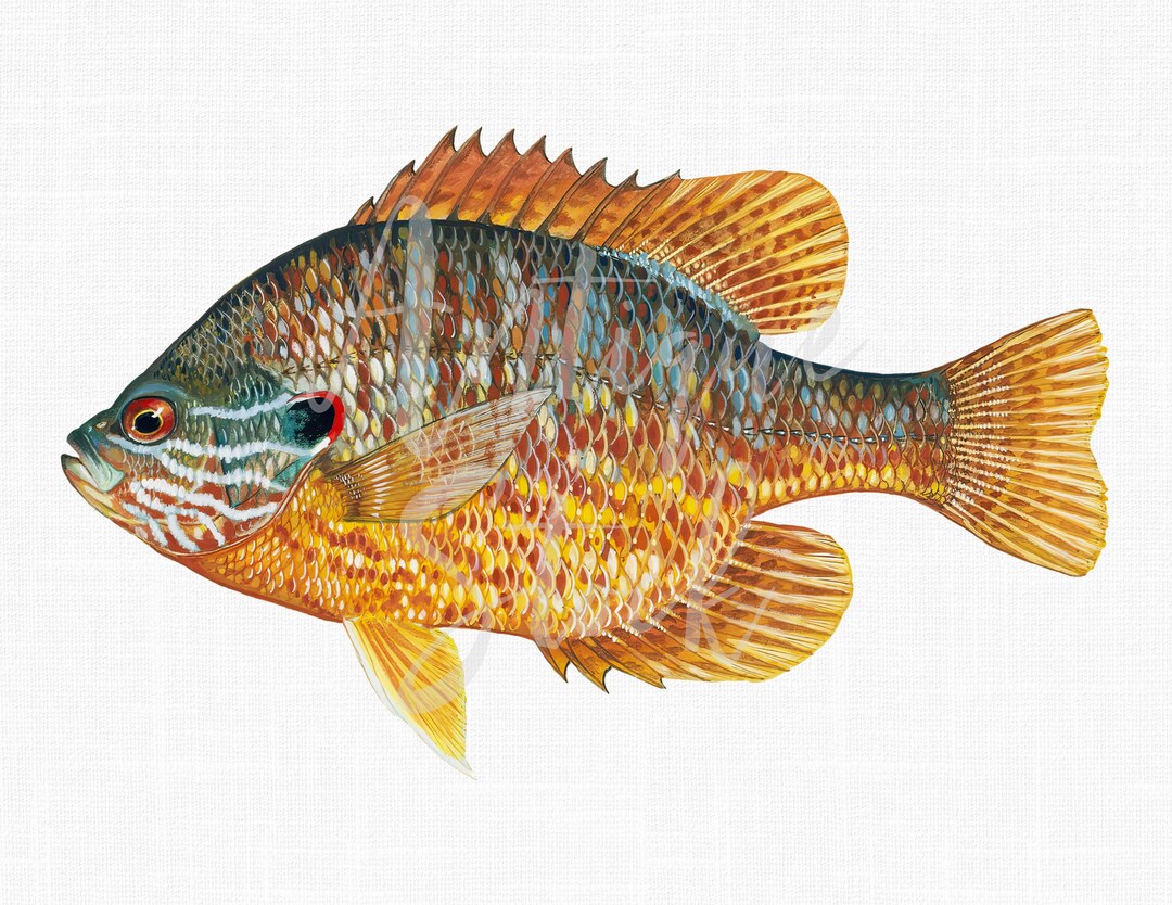 PNG Downloadable Fish Image "common Sunfish" Printable Illustration for ...