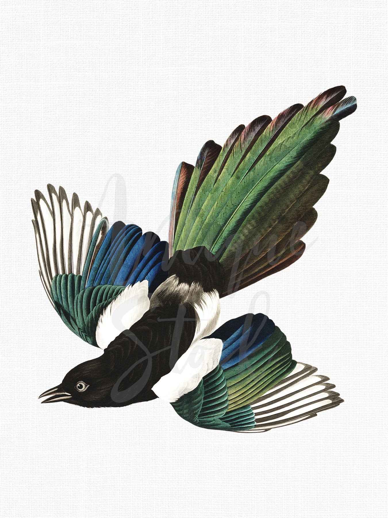 American Magpie Bird