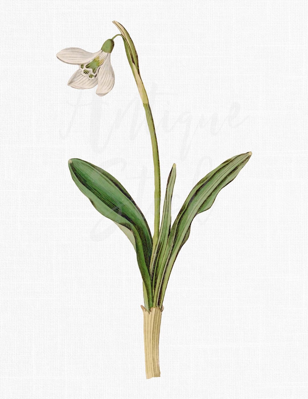 Print Digital Download, Printable Botanical Illustration "snowdrop" PNG ...