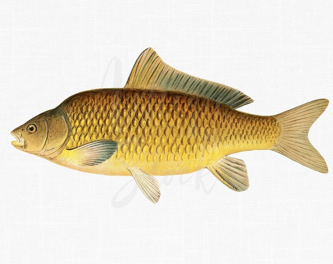 Holy Carp Clipart, Instant Download, Sublimation Graphics, PNG - Etsy ...