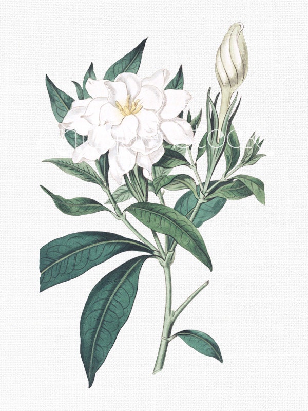 White Flowers Cape Jasmine Gardenia Print | Etsy