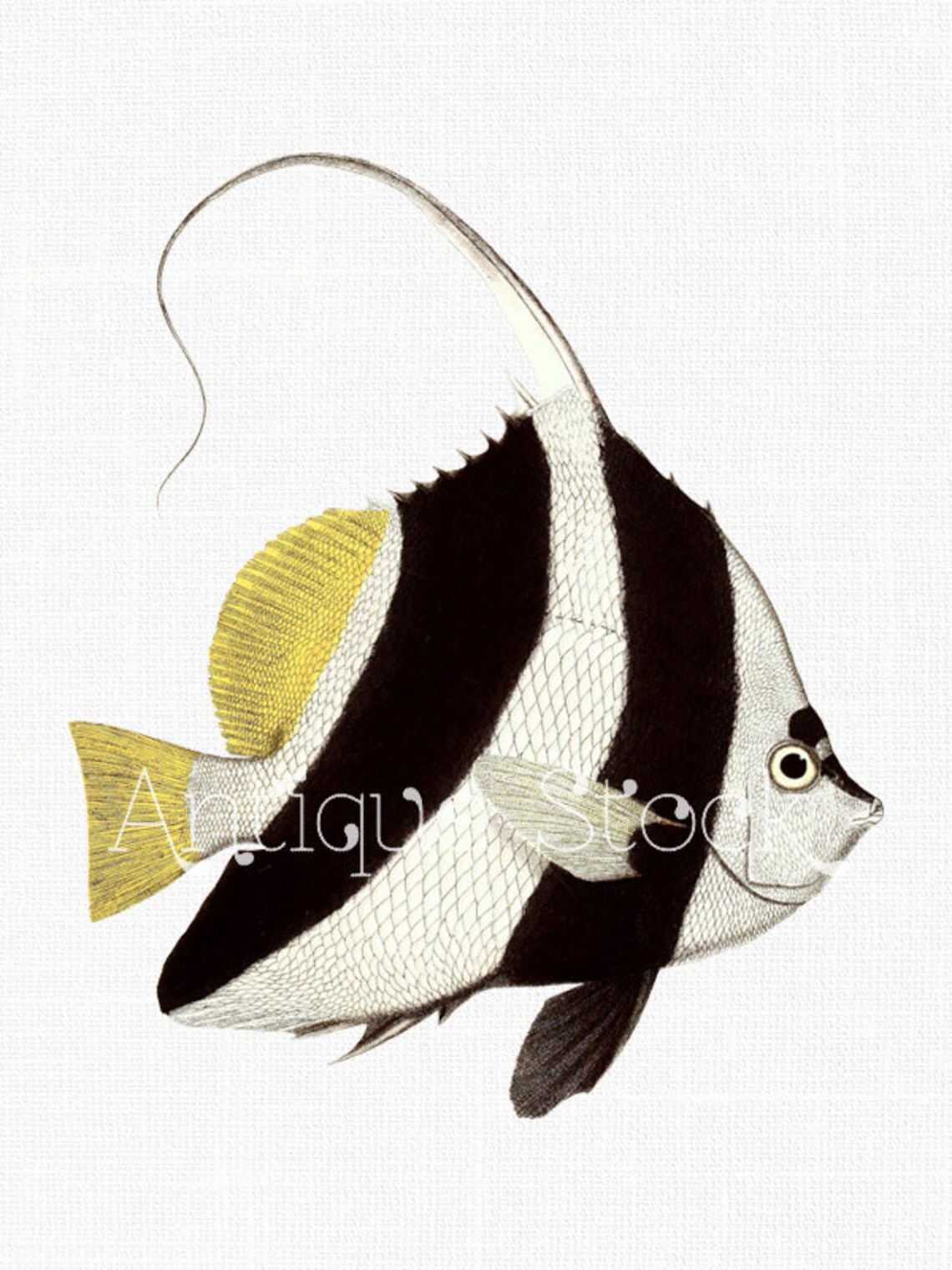 Fish Clipart "reef Bannerfish" Fish Print Digital Download Image for ...