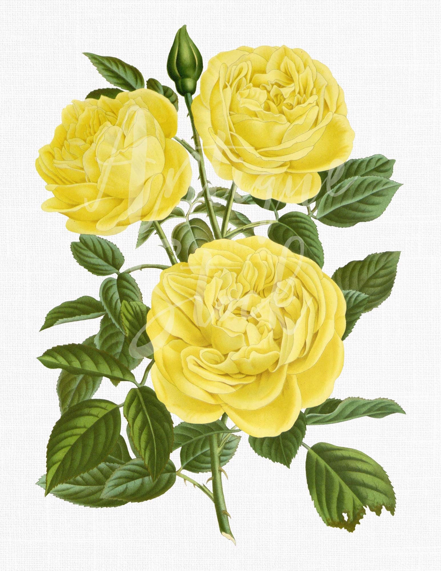 Tea Rose Clipart Digital Image yellow Tea Roses - Etsy