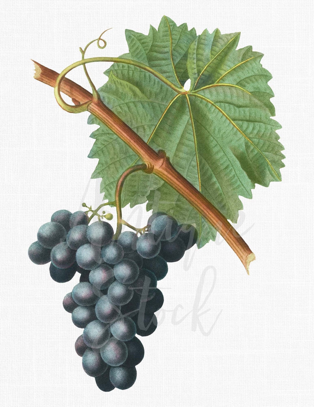 Grape Clipart, PNG JPG Botanical Illustrations Clip Art frankenthaler ...