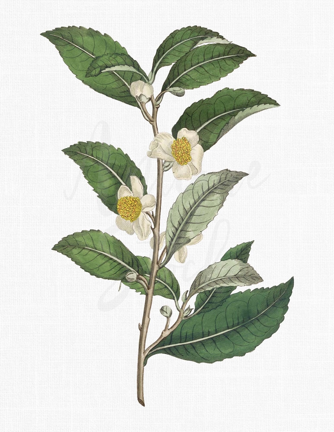 Tea Plant Botanical Illustration, PNG & JPG Clipart Images, Instant ...