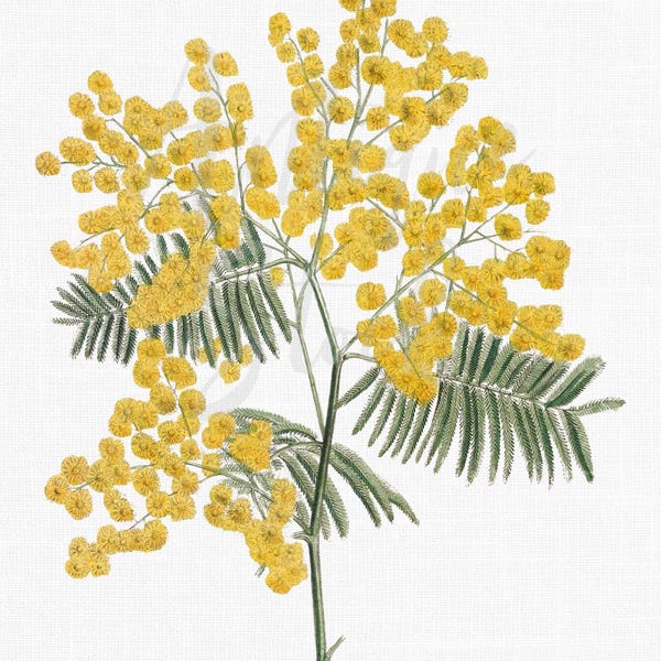 Wattle Drawing - Etsy Australia