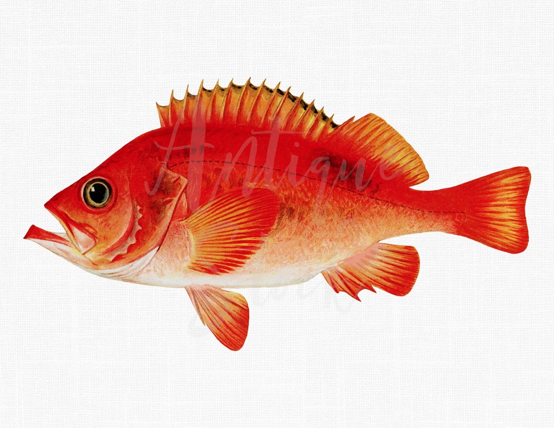 Fish Clipart Printable Image rose Fish PNG Digital Download Art for ...
