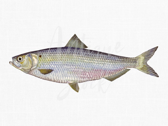 Indian Herring Fish