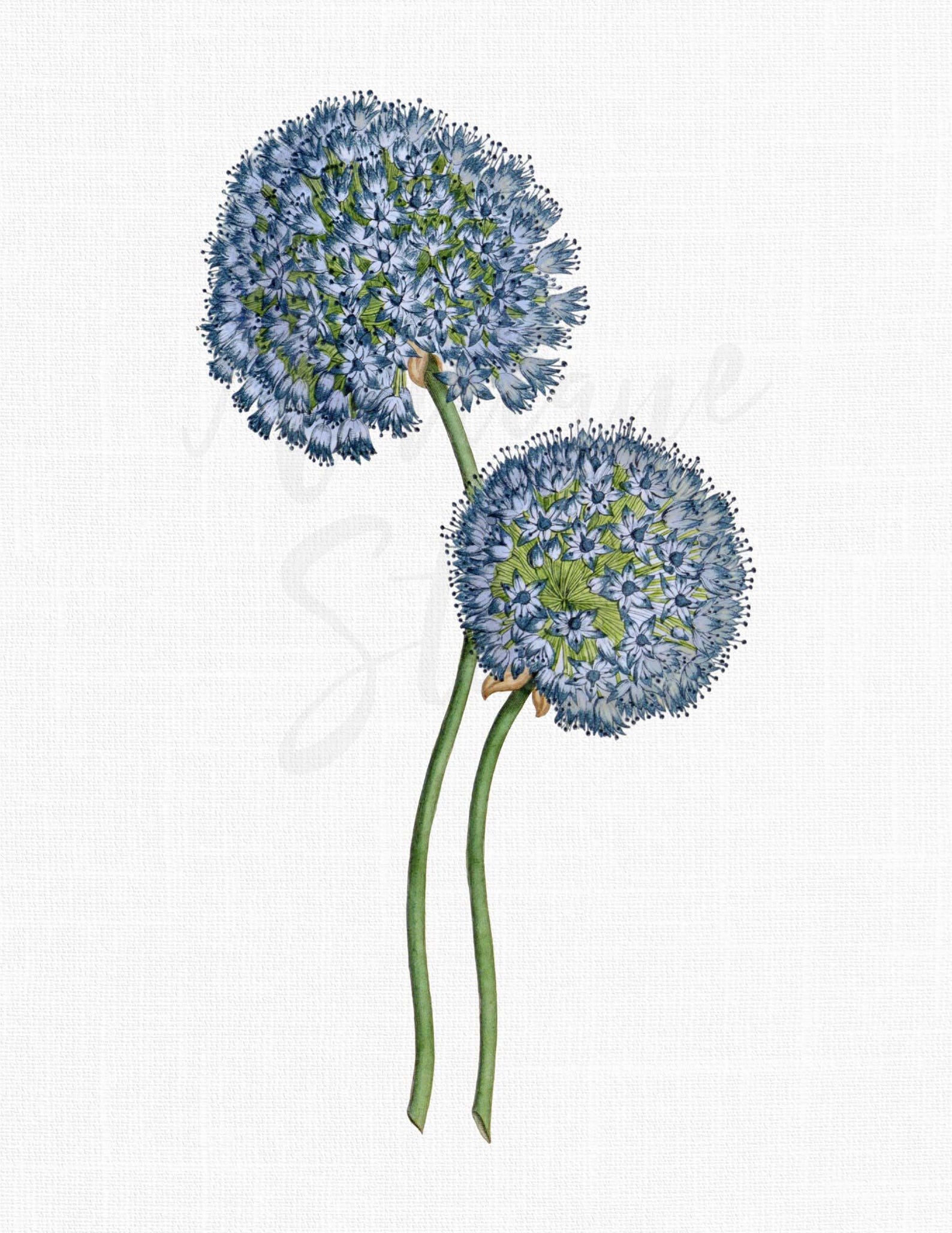 Vintage Botanical Illustration "blue-flowered Garlic" PNG / JPG Images ...