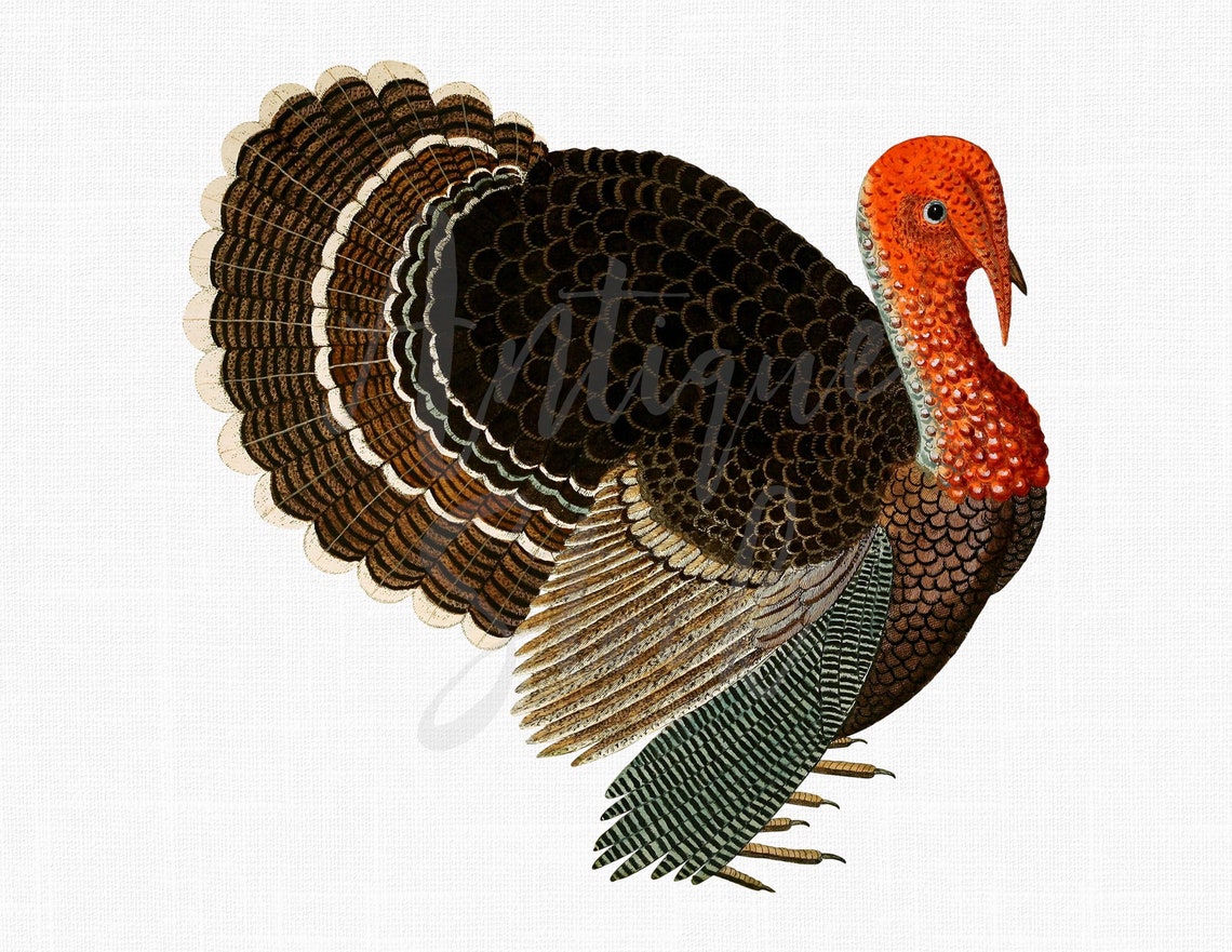Printable Turkey Art Sublimation PNG turkey - Etsy