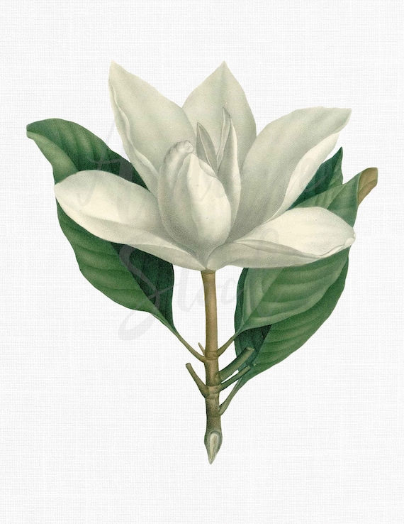 Southern Magnolia Flower Drawing