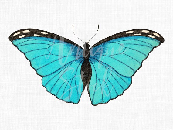 Butterfly Clipart blue Morpho Vintage Illustration - Etsy UK
