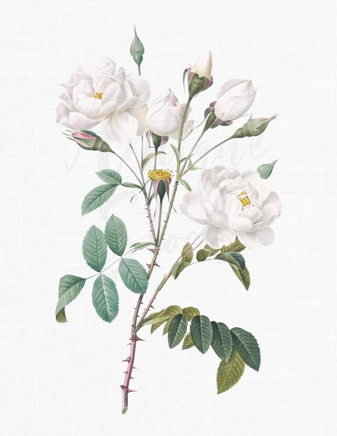 Botanical Illustration "white Rose of York" Flower Clipart Image ...