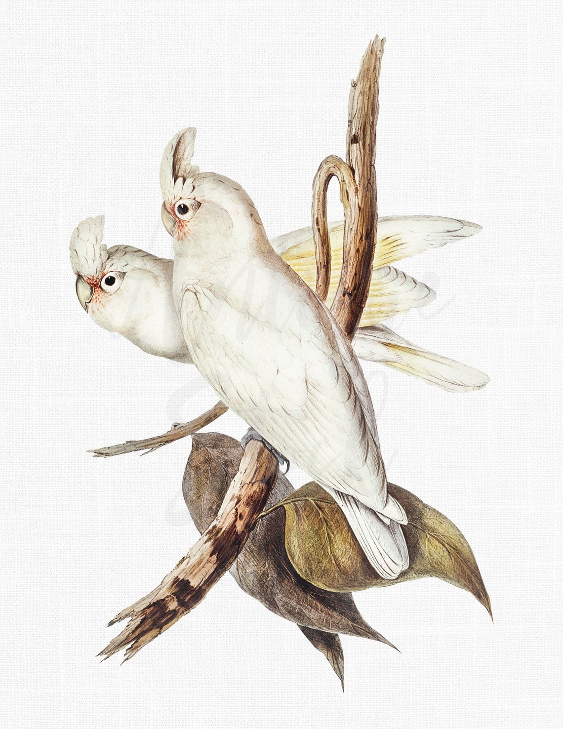 Clipart little Corella Vintage Image Printable - Etsy