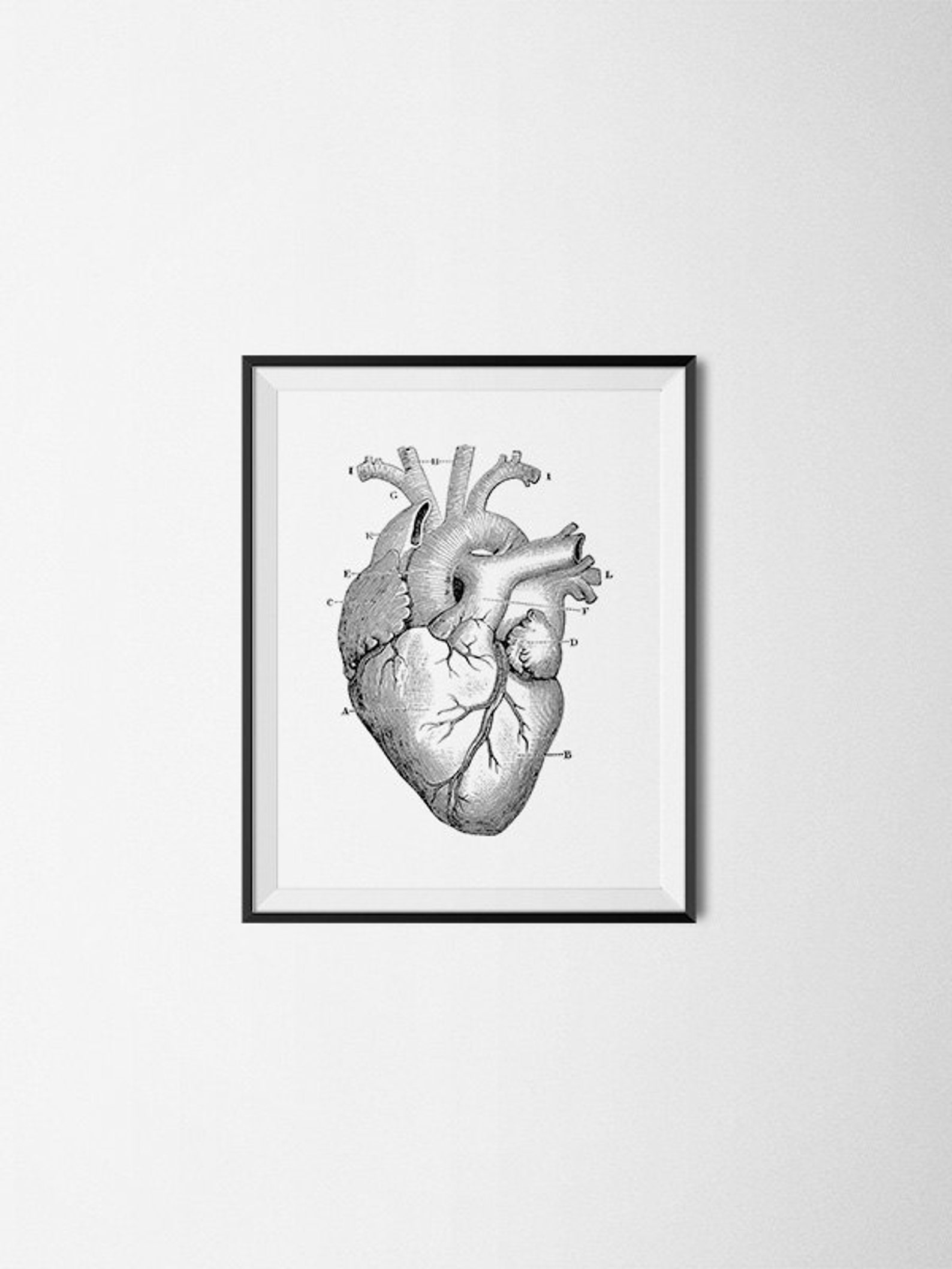 Anatomy Clipart "anatomical Heart" Digital Download PNG Image for ...