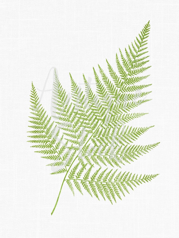 Fern Clipart