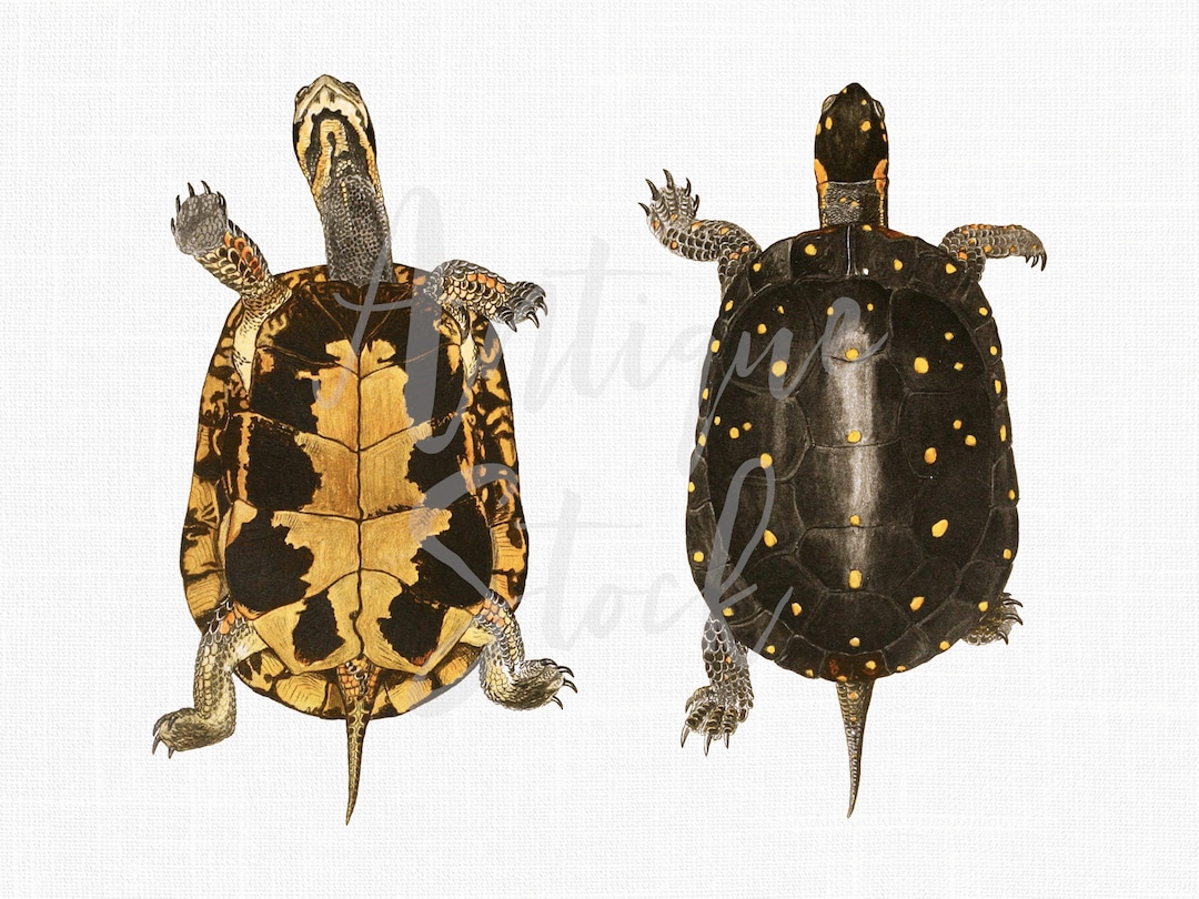 Vintage Clip Art Image "spotted Turtle" Digital Download Illustration ...