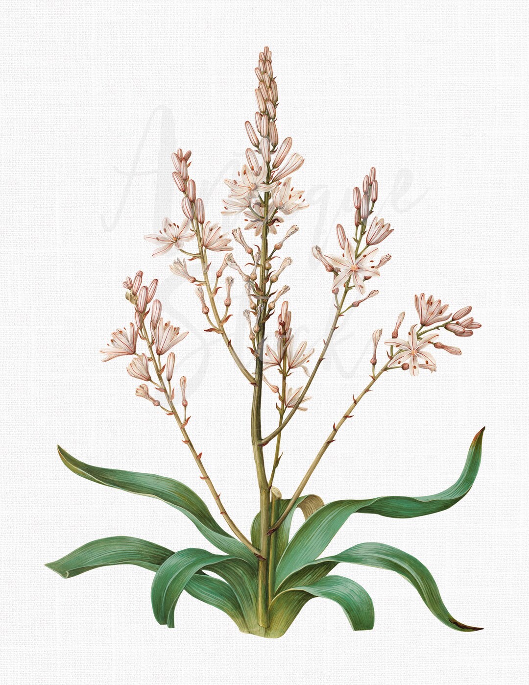 Flower Clipart "branched Asphodel" Digital Image, Botanical ...