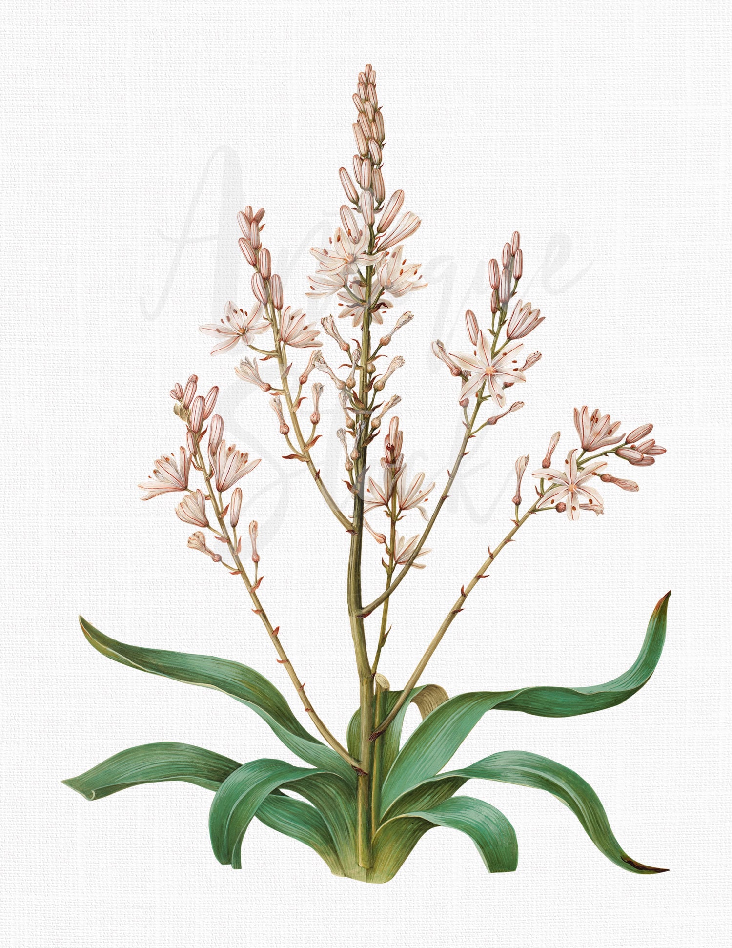 Asphodel Flower Drawing