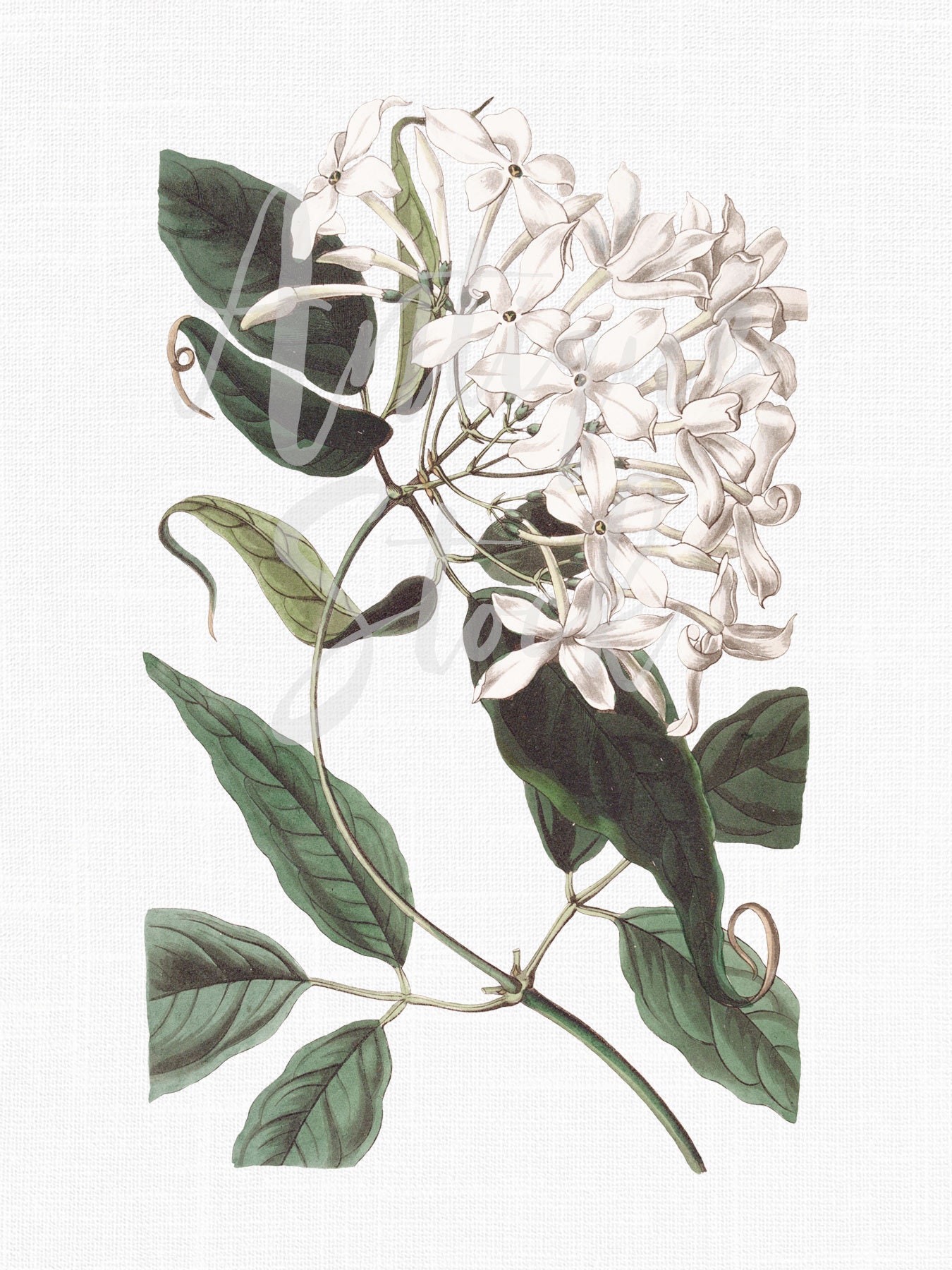 Star Jasmine Flower Drawing